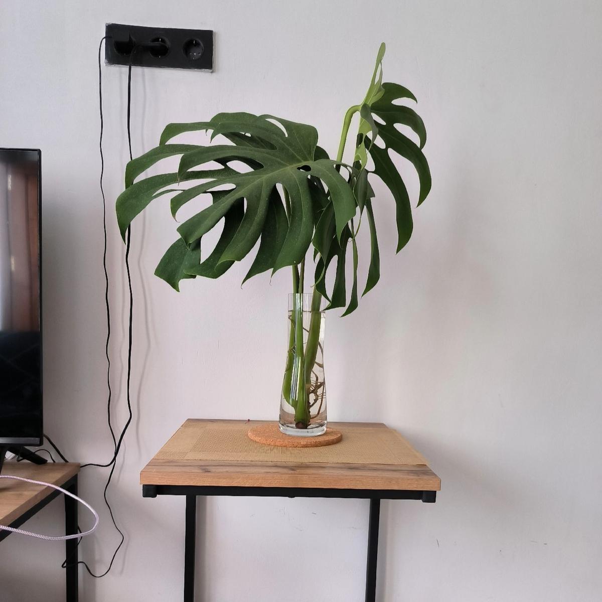 Panda Kingdom's Post|Lemon8