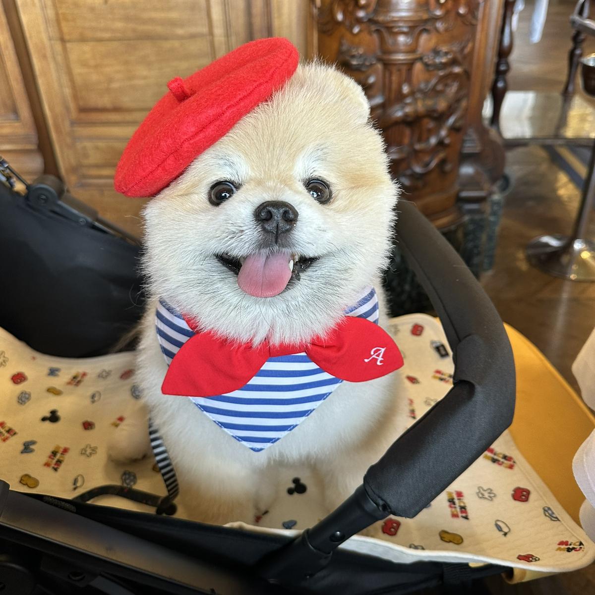 Alphaboy_pom's Post|Lemon8