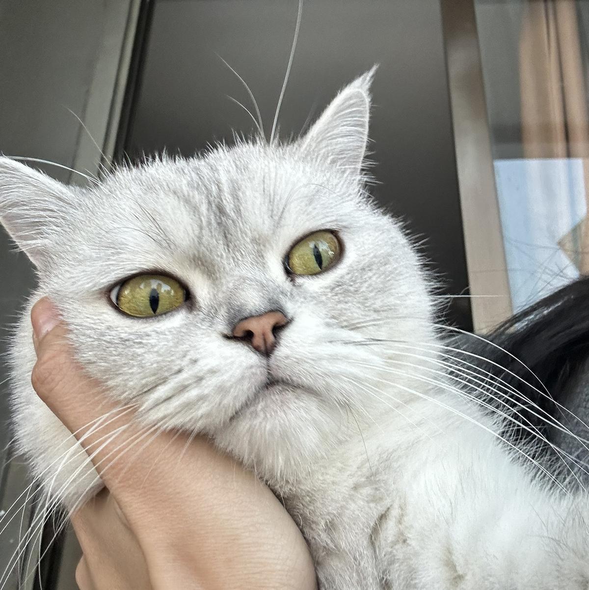 TIGER_CAT's Post|Lemon8