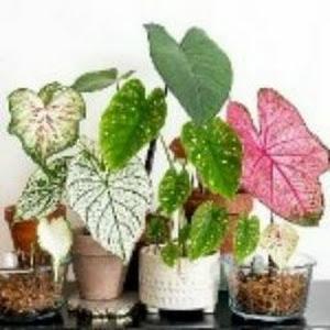 Diva Mustika's Post|Lemon8