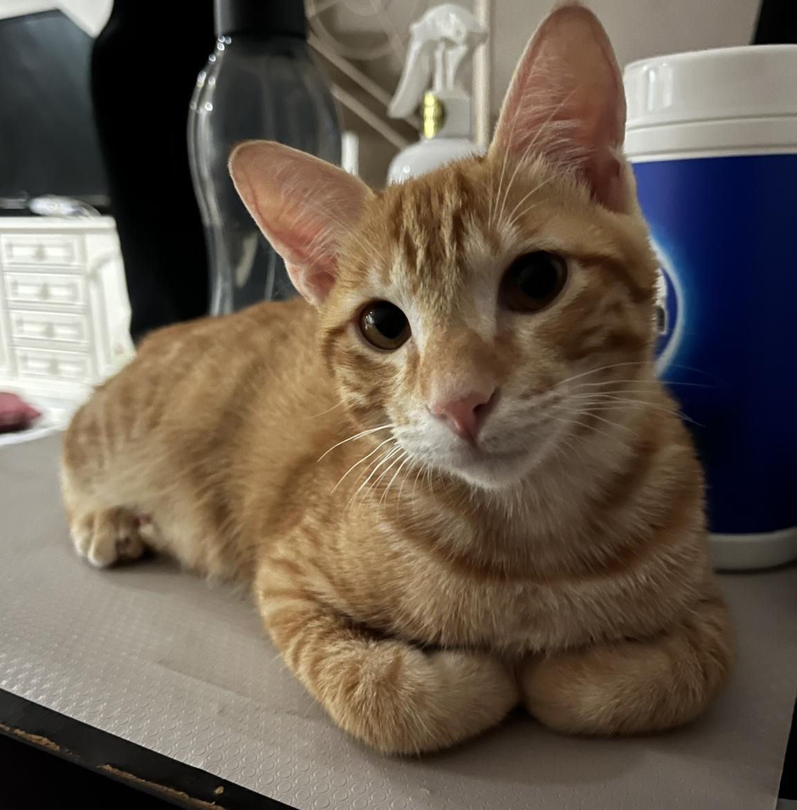 LEON WONG's Post|Lemon8