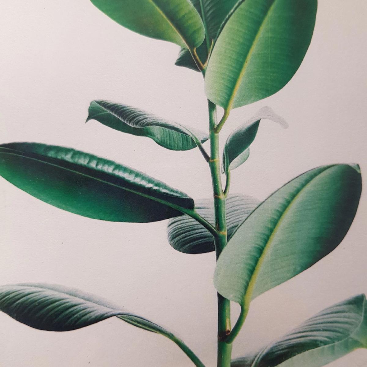 Elenor Zhi's Post|Lemon8