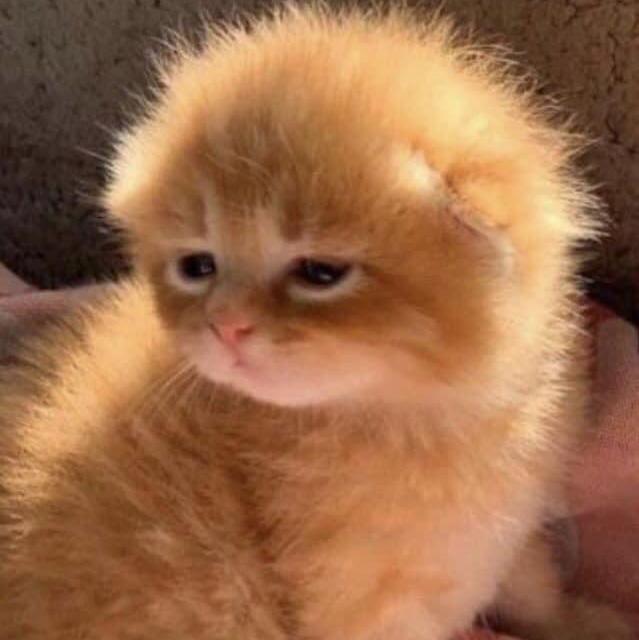 Usagi_j's Post|Lemon8