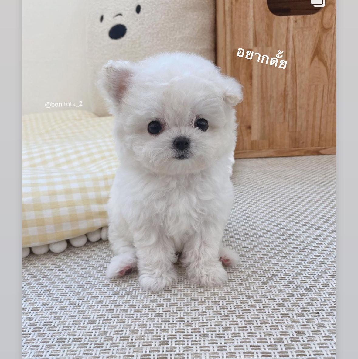 Ferfern Ntk's Post|Lemon8