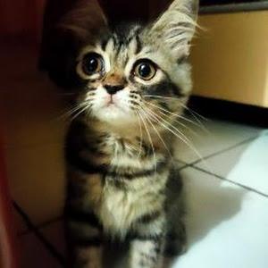 Ochi Thai's Post|Lemon8