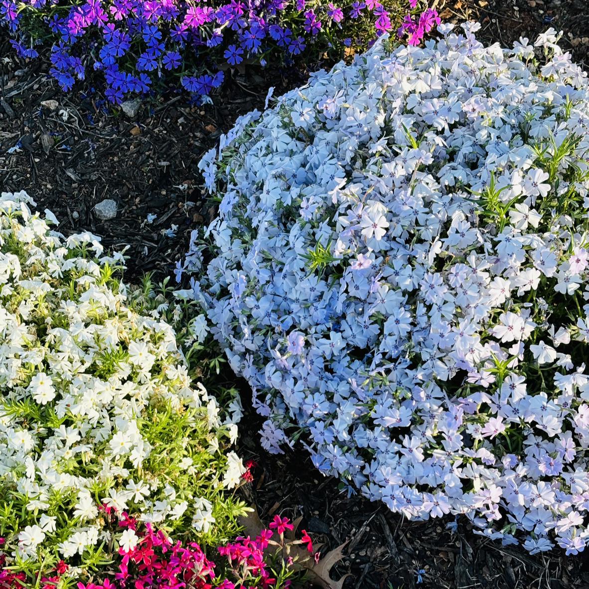 Sophie 's Post|Lemon8