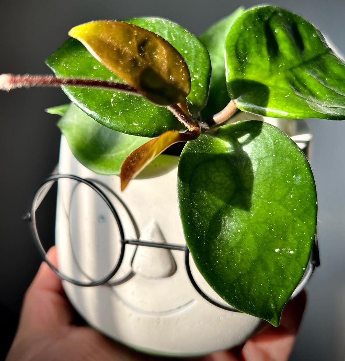 The-Plant-Guy's Post|Lemon8