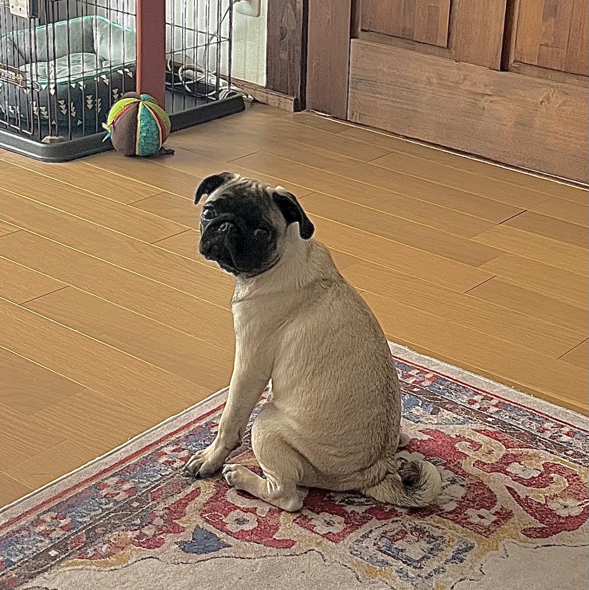 pug_jake♀'s Post|Lemon8