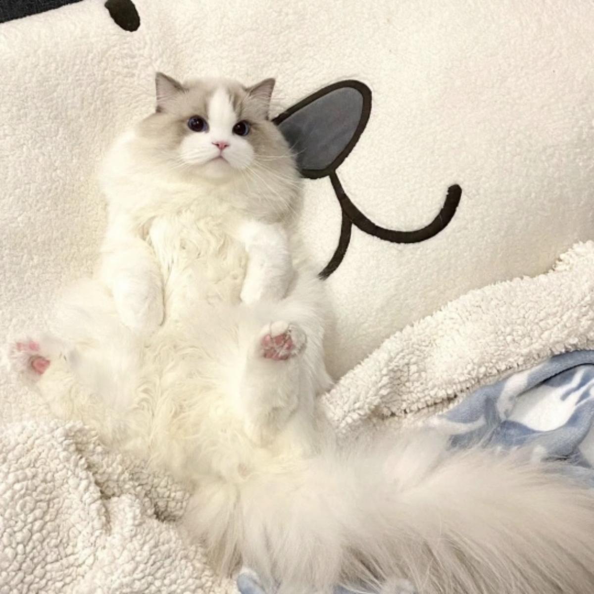 YY pet ️'s Post|Lemon8