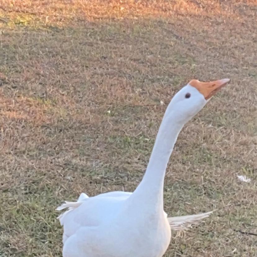 Haley Scott's Post|Lemon8