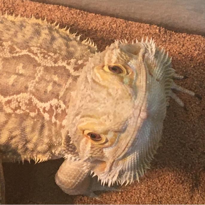 Spyro_lizard's Post|Lemon8