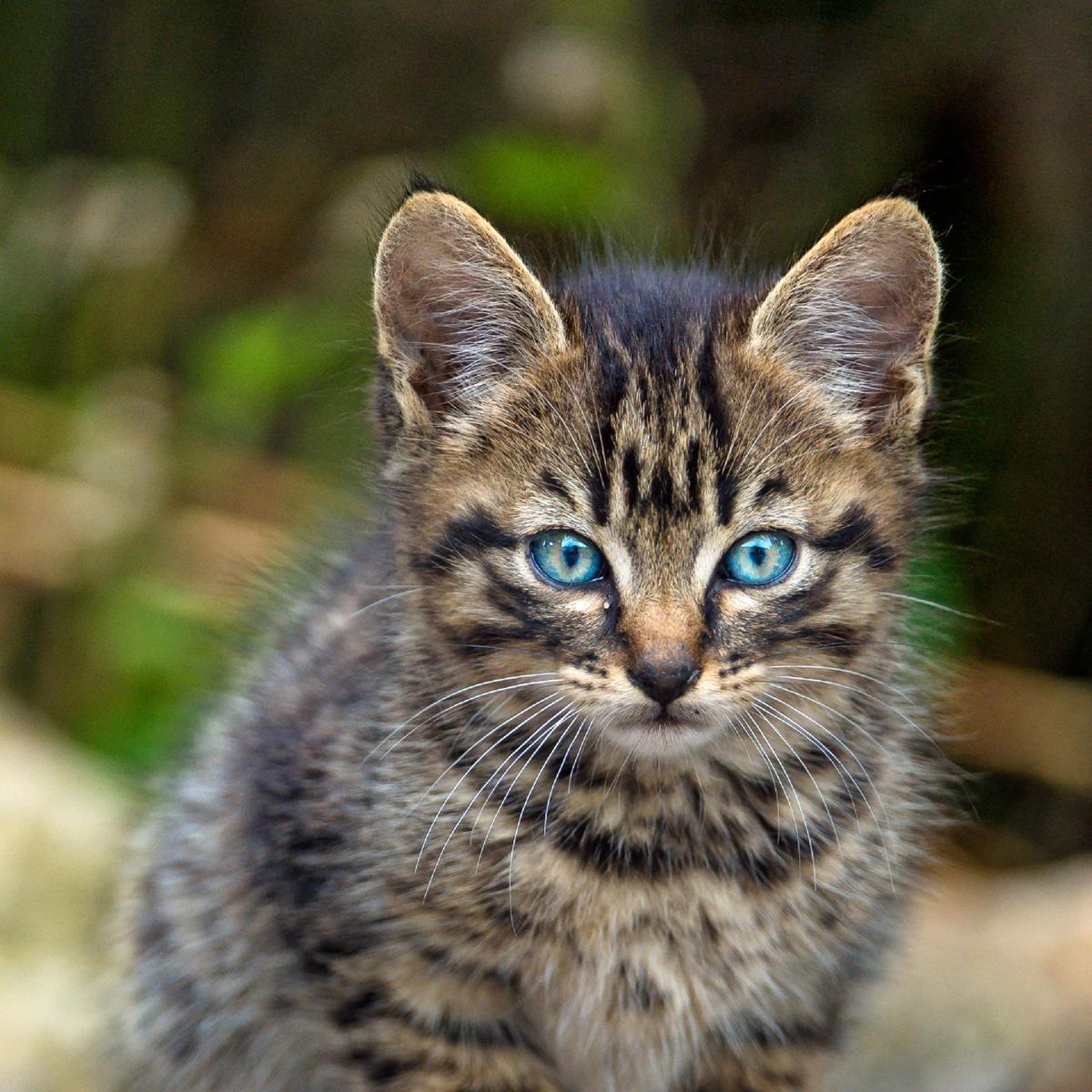 My Cat's Post|Lemon8