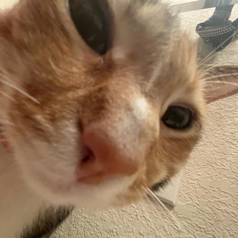 Zaii.the.person's Post|Lemon8