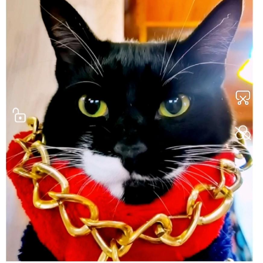 Camedy_cats's Post|Lemon8