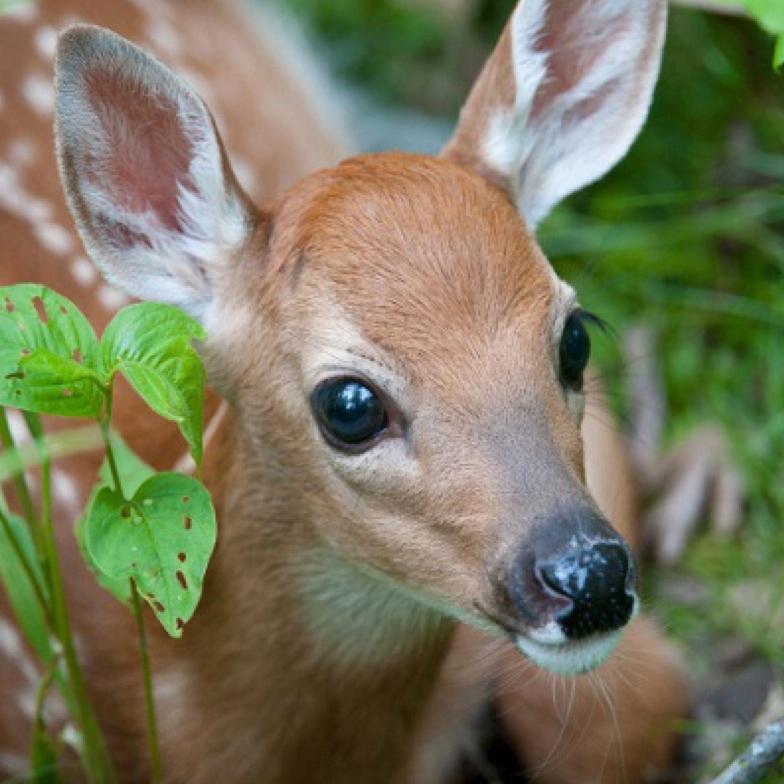 Suki_Deer's Post|Lemon8