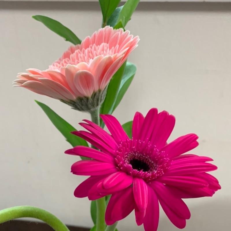 Yumiko Fujimot's Post|Lemon8