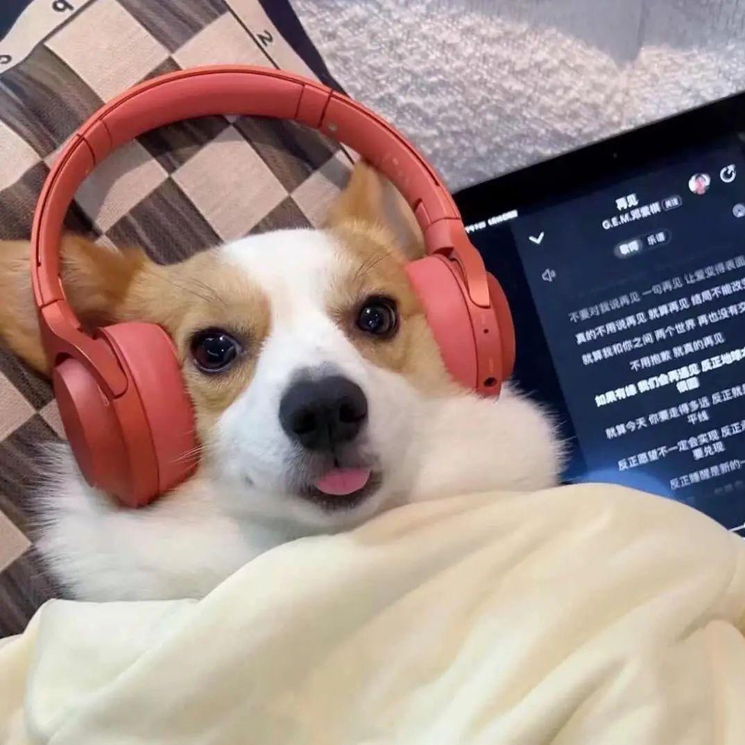 Wool felt Pet's Post|Lemon8