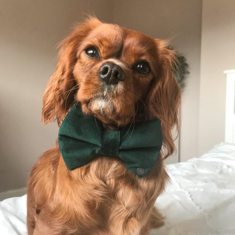 ruby_cavalier1's Post|Lemon8