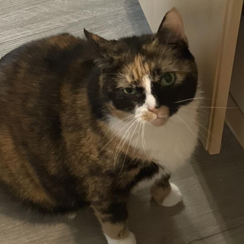 Ginger's Post|Lemon8