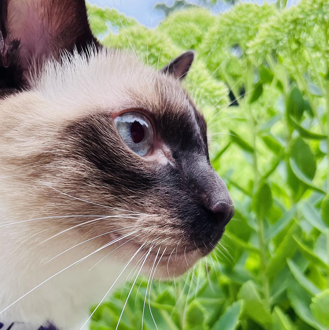 Siamese.Scout's Post|Lemon8