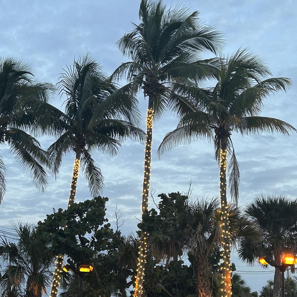 Your_fav_rose 's Post|Lemon8