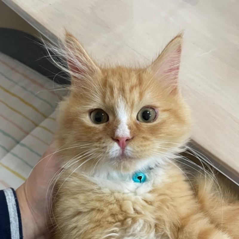 Hayase Yoshimi's Post|Lemon8