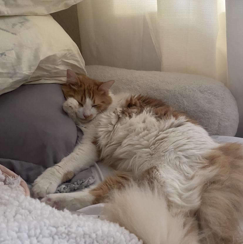 Isabelle's Post|Lemon8