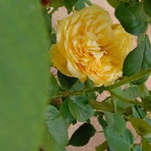 Bunga Sakura's Post|Lemon8