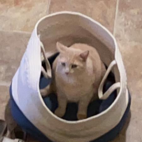 Prince & Simba 's Post|Lemon8