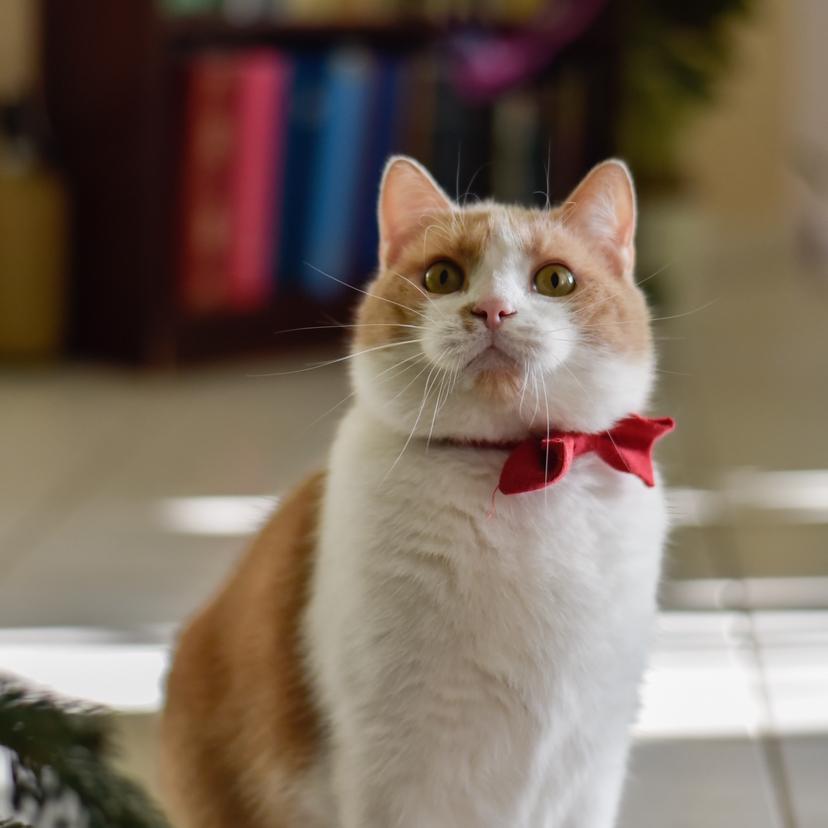 Memi the Cat's Post|Lemon8