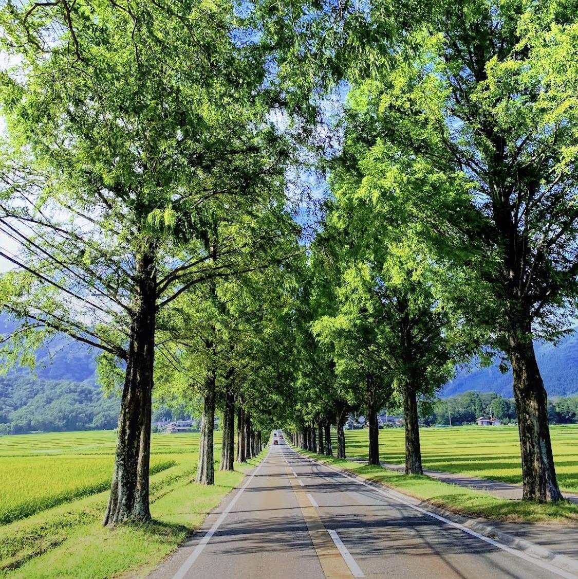 Ssseeさんの投稿|Lemon8