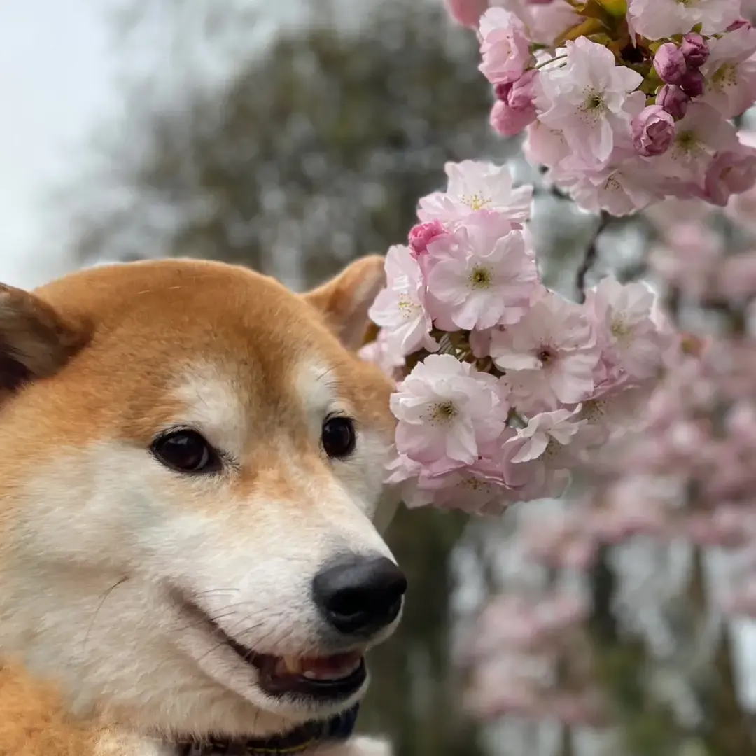 shiba_audi's Post|Lemon8