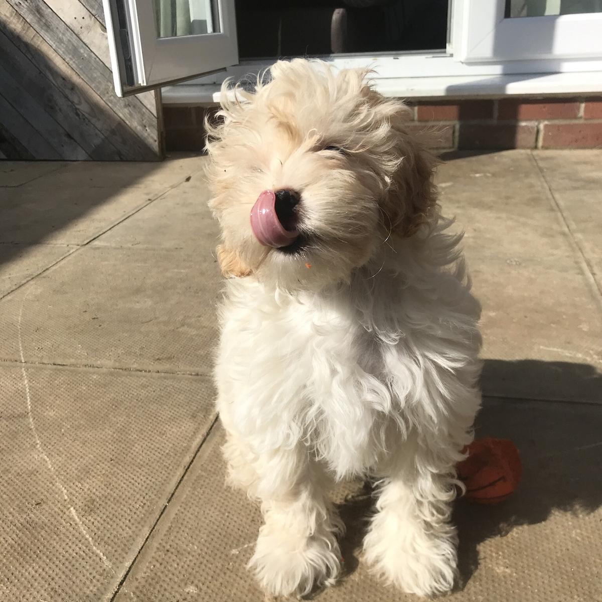 Nicole & Murphy's Post|Lemon8