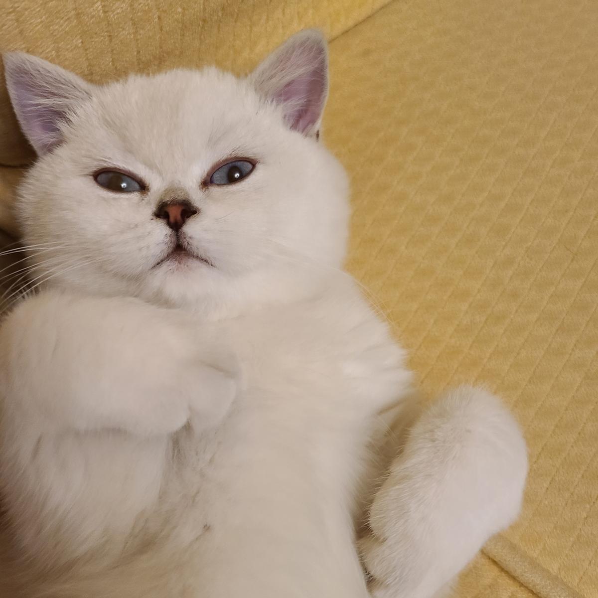 chai.n's Post|Lemon8