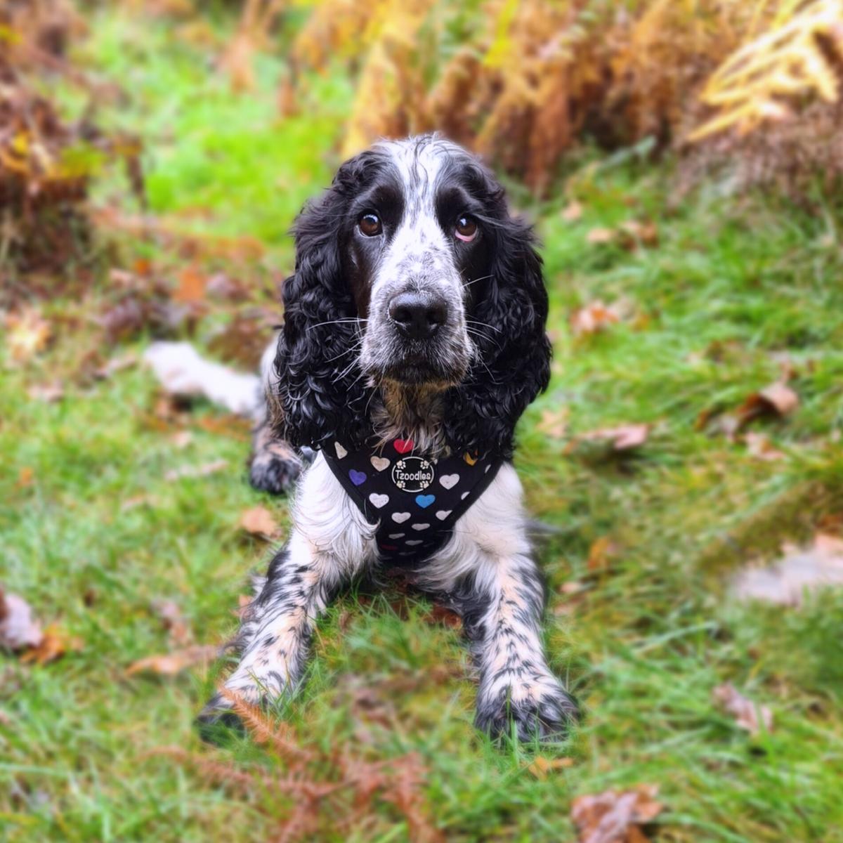 Mac the Cockerさんの投稿|Lemon8