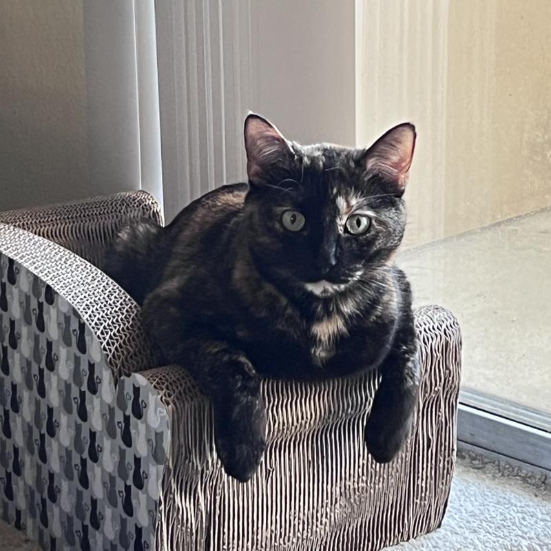 Crystals&Cats's Post|Lemon8