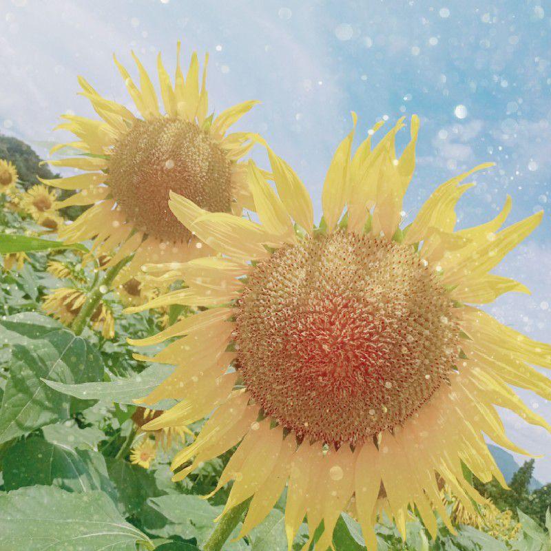 ymさんの投稿|Lemon8