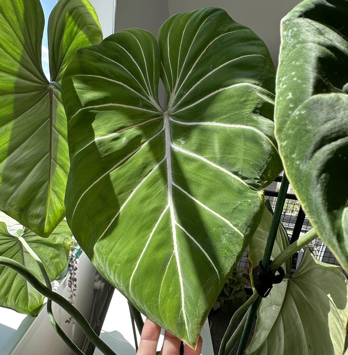 Francisco's Post|Lemon8