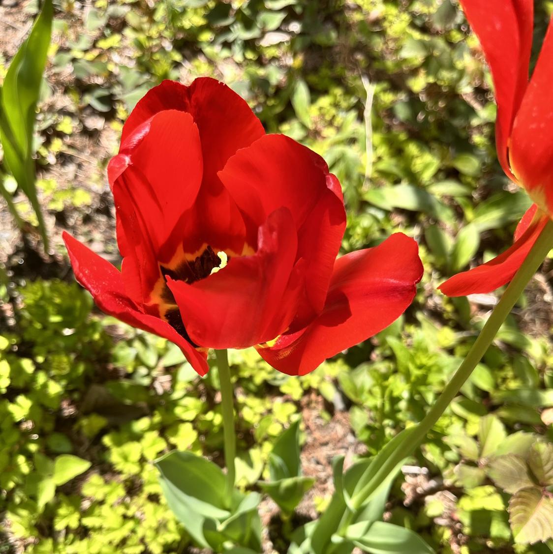 花音⌇kanon⌇さんの投稿|Lemon8