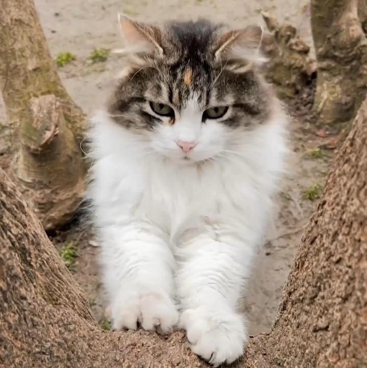 black-catさんの投稿|Lemon8