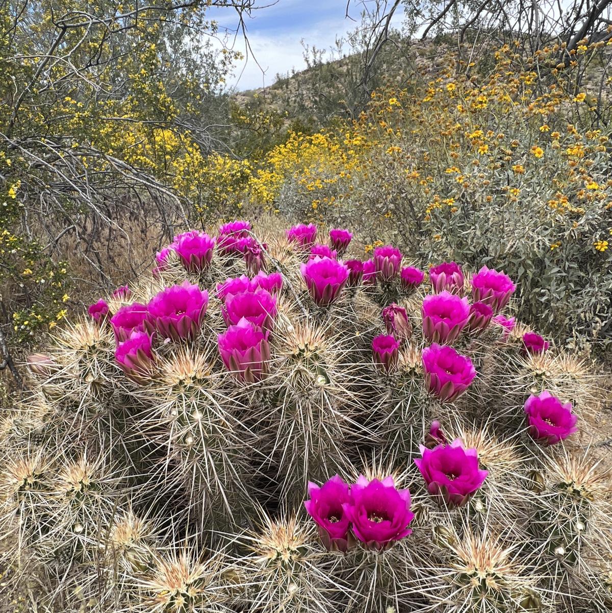 Abraham Adames's Post|Lemon8