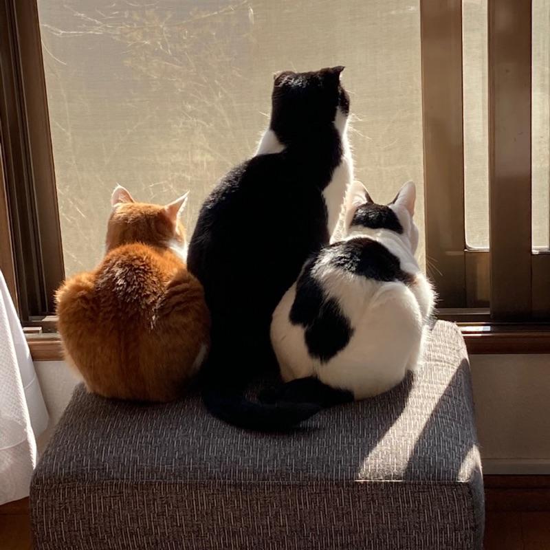 Akemi Sakamoto's Post|Lemon8