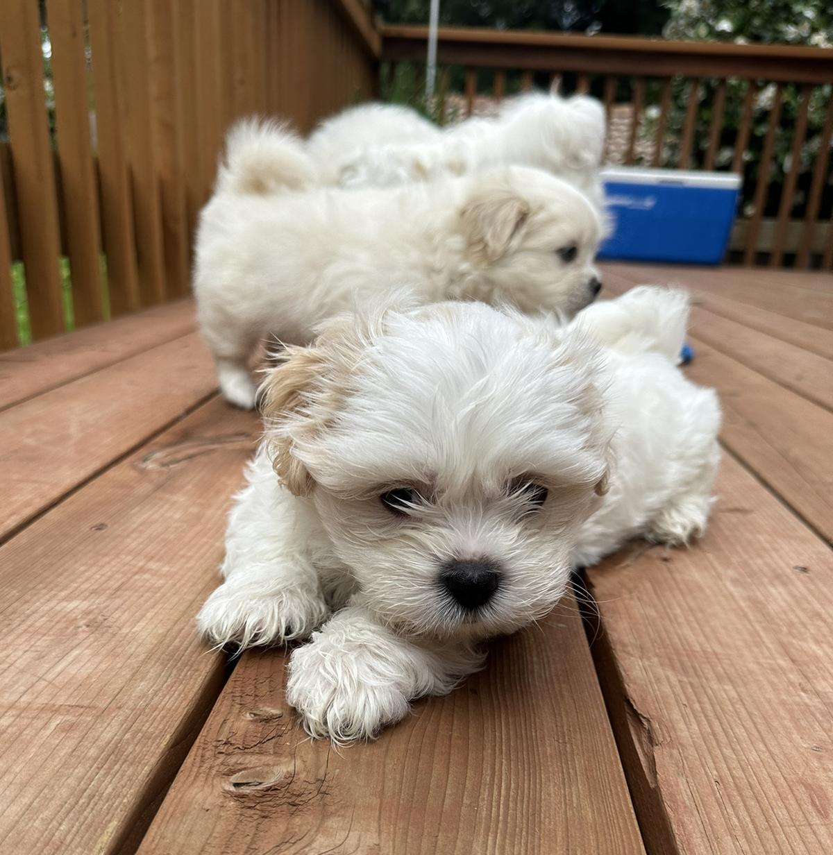 Puppies House's Post|Lemon8