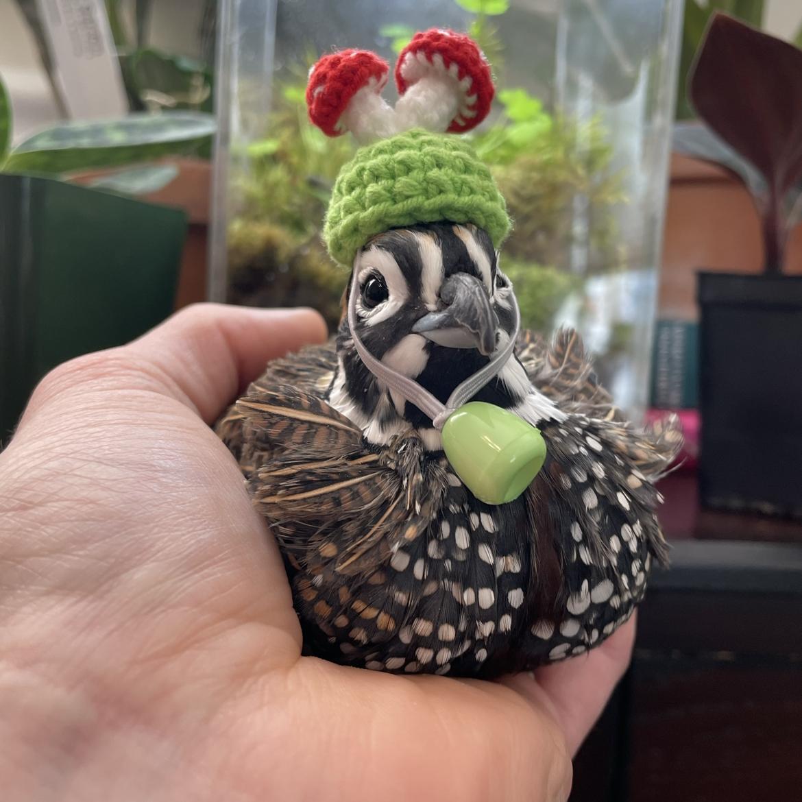 Fat Hen Farms's Post|Lemon8