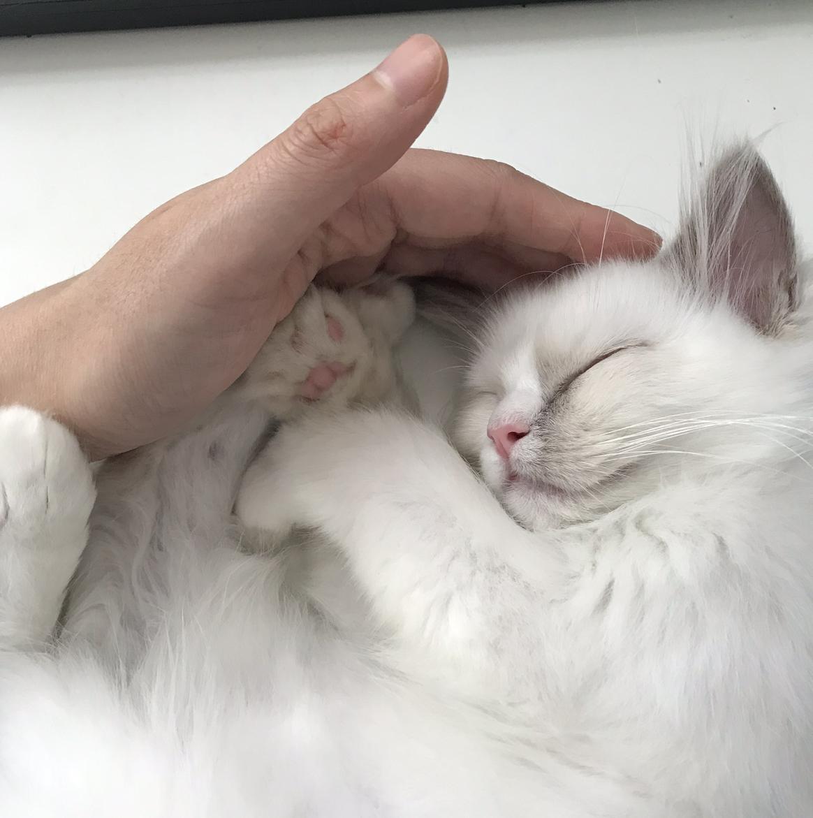 FurryTraid's Post|Lemon8