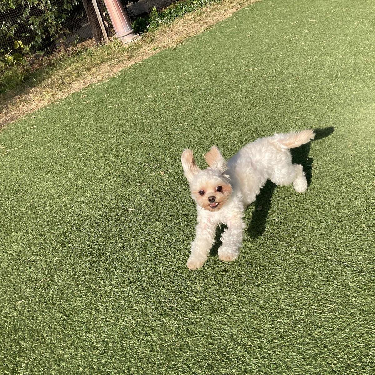 ペキプー 2才♀️ PECOさんの投稿|Lemon8