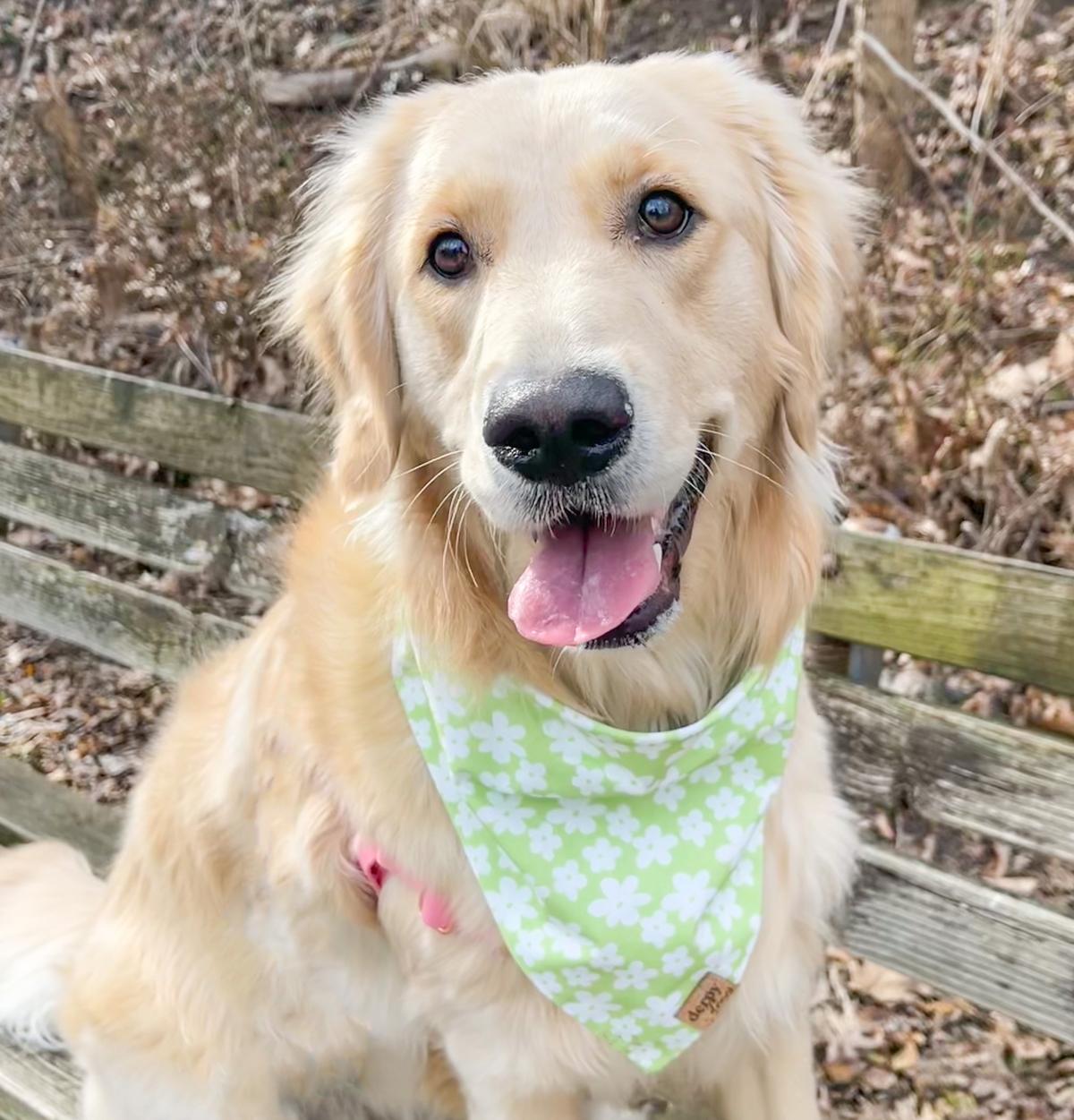 Sophie Pup's Post|Lemon8