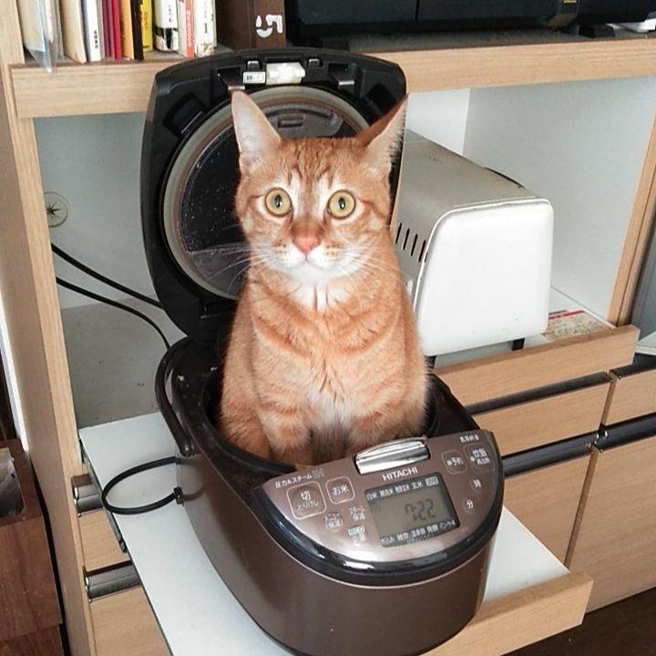 komuhi.e.c's Post|Lemon8