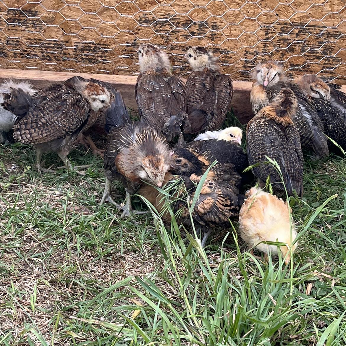 Farm life! 's Post|Lemon8