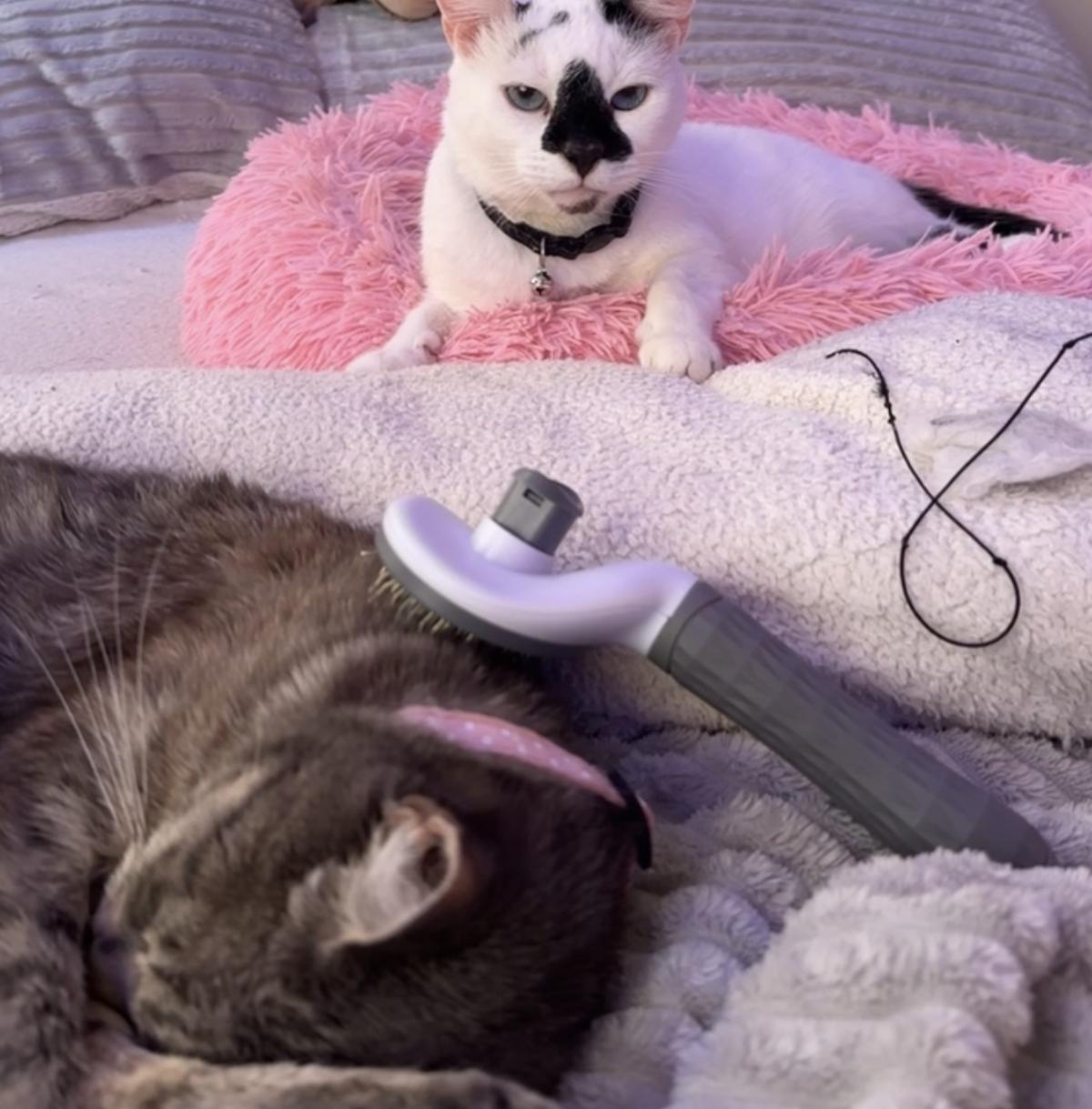 Crazycats's Post|Lemon8